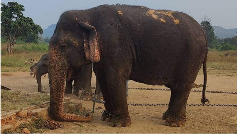 Video: Meet Vatsala, 'the oldest and only elephant' to live beyond 100 ...