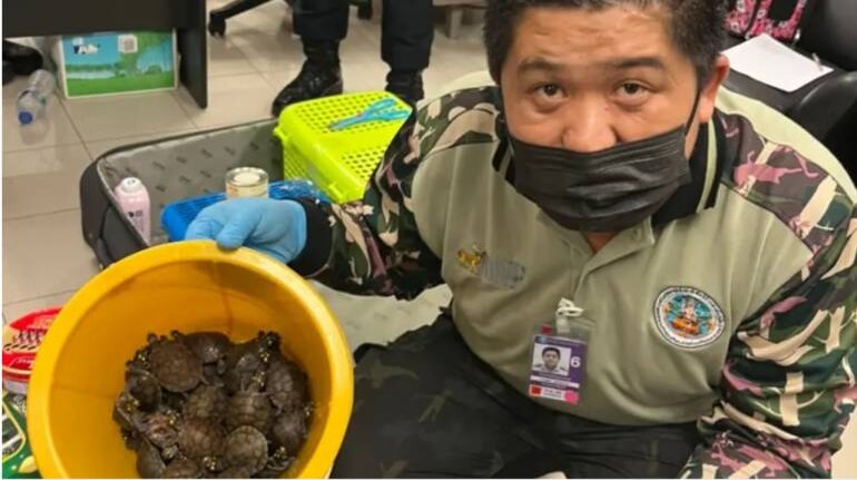 Indian women flying from Bangkok to Chennai caught with 109 live snakes ...