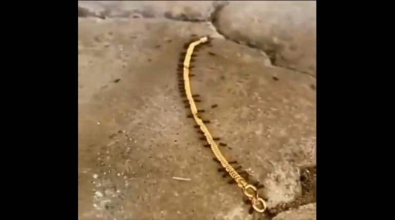 Ants carry heavy chain in viral video, officer calls them 'tiny gold ...