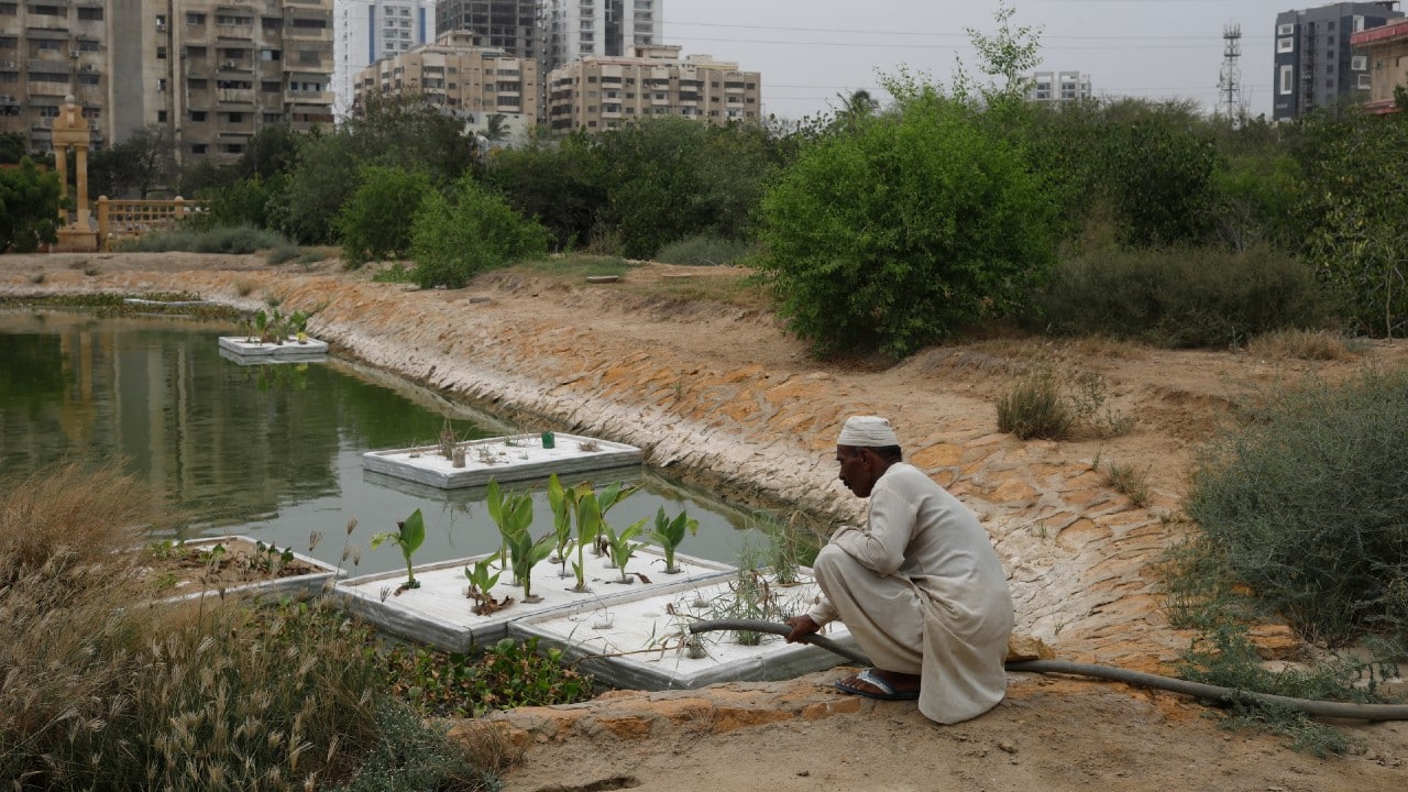 Pakistanis plant trees to provide relief from scorching sun