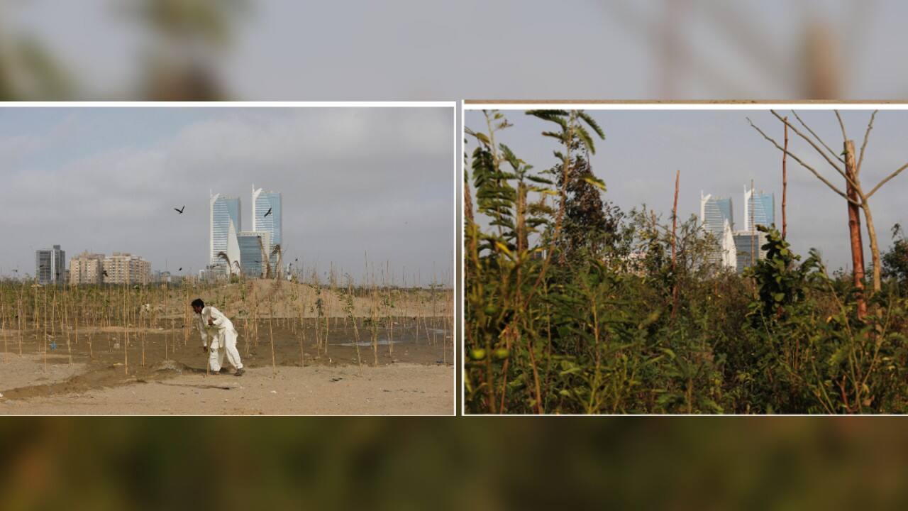 Pakistanis plant trees to provide relief from scorching sun