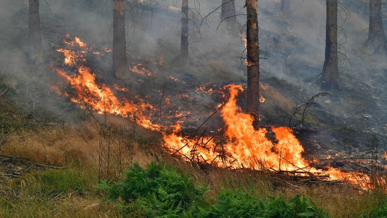 In pics | Hundreds of firefighters battle blazes in Germany, Czech Republic