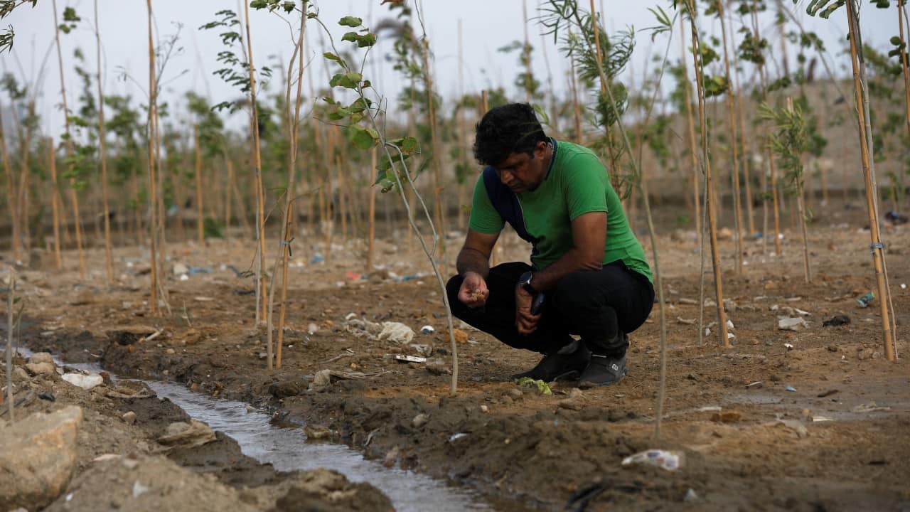 Pakistan Planting Trees at Christy Nathan blog