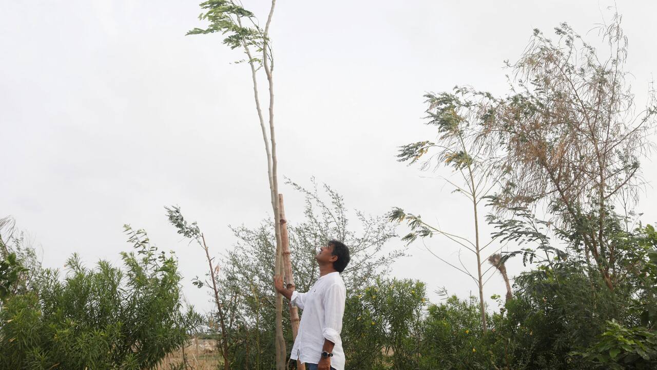Pakistan Planting Trees at Christy Nathan blog