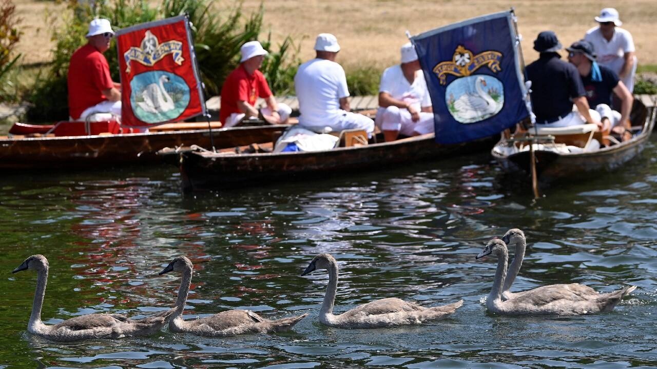 In Pics | Counting of the swans on Britain’s River Thames