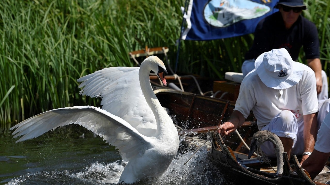 In Pics | Counting of the swans on Britain’s River Thames