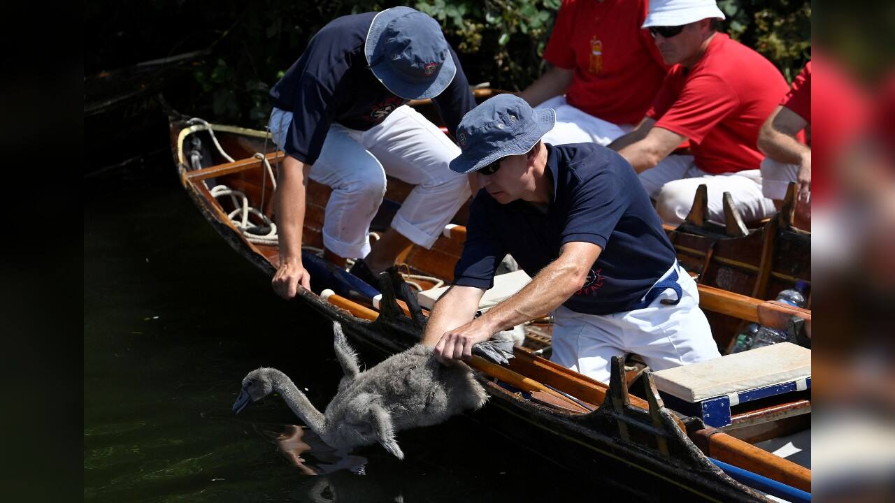 In Pics | Counting of the swans on Britain’s River Thames