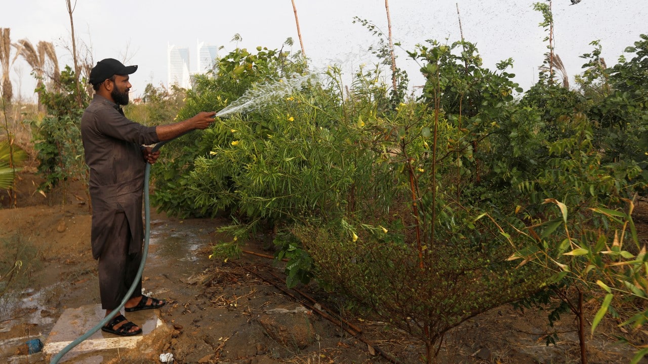 Pakistan Planting Trees at Christy Nathan blog