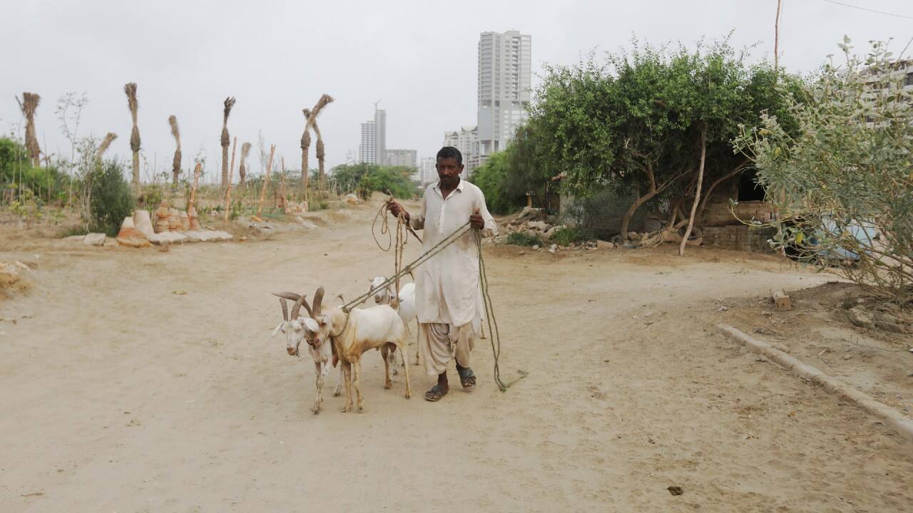 Pakistanis plant trees to provide relief from scorching sun