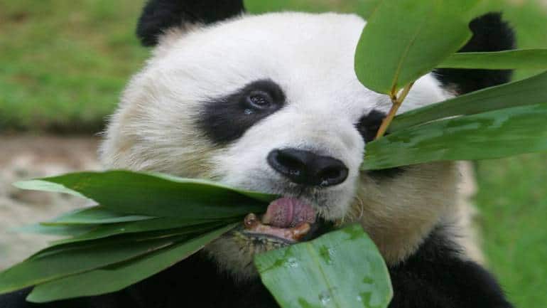 World's oldest known male giant panda, An An, dies at 35