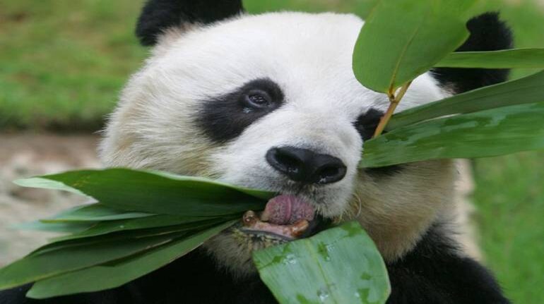 World's oldest known male giant panda, An An, dies at 35
