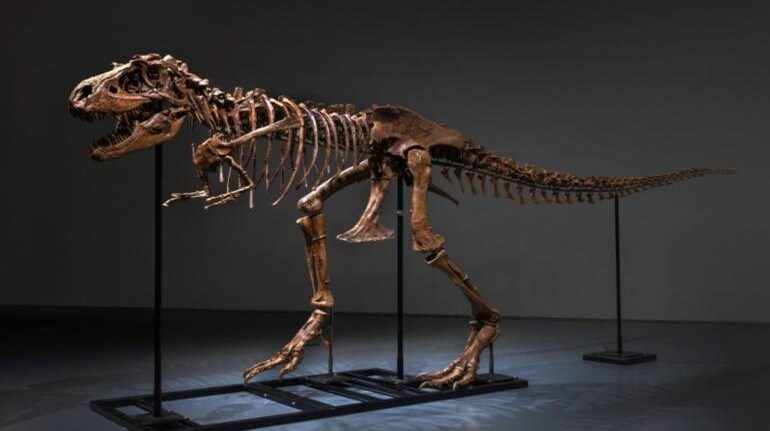 Dinosaur skeleton auctioned for over $6 million, most valuable to ever ...