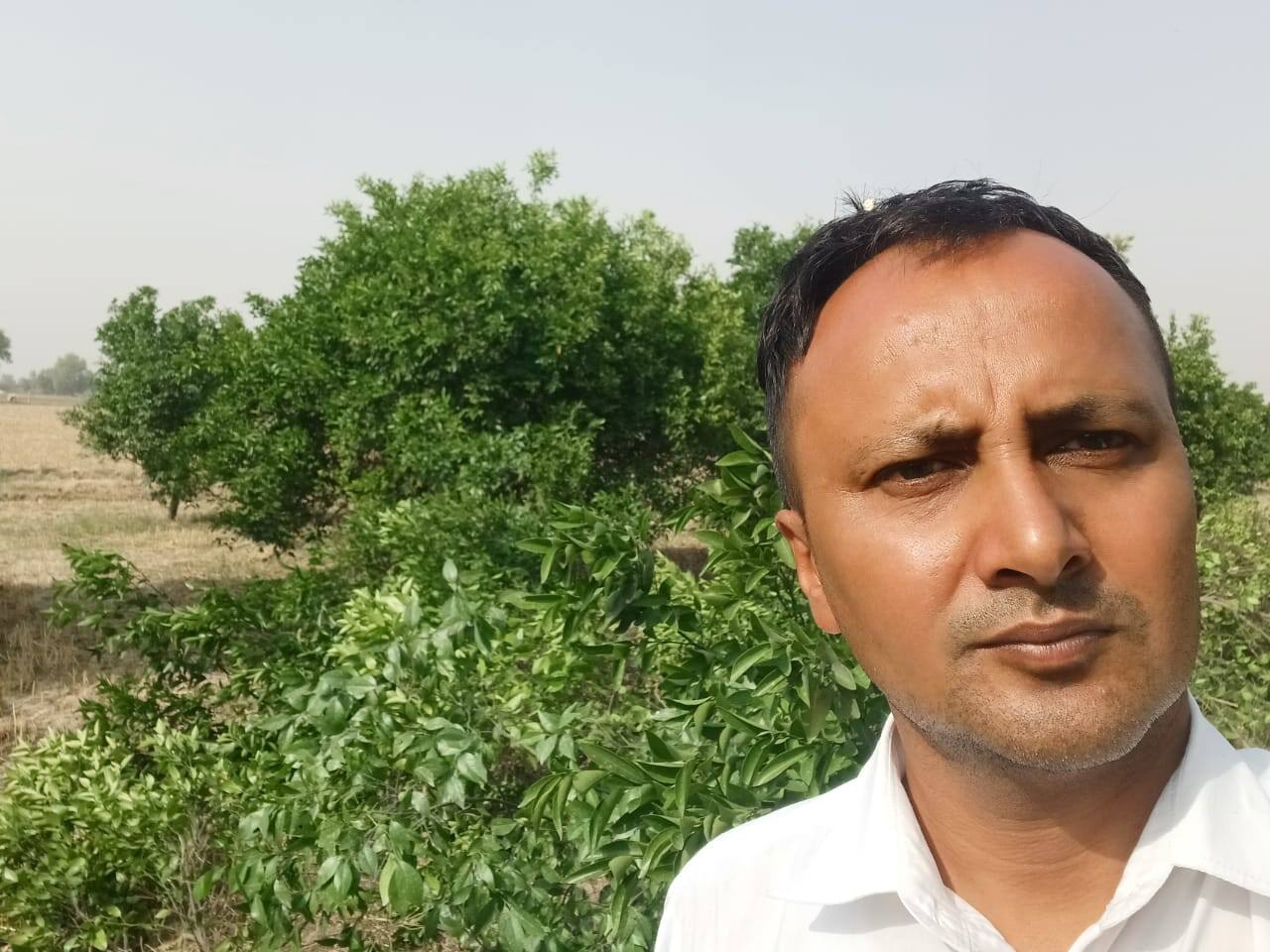Harrowed farmers in Rajasthan bid adieu to kinnow, uproot their ...