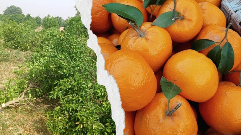 Harrowed farmers in Rajasthan bid adieu to kinnow, uproot their ...
