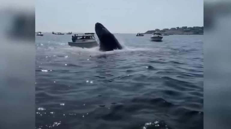 Watch: Humpback whale lands on boat in stunning video