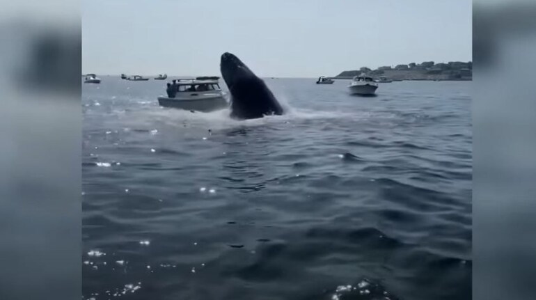 Watch: Humpback whale lands on boat in stunning video