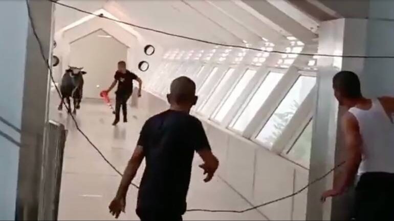 Watch: Bull charges through bank in Israel. Employees flee in panic ...