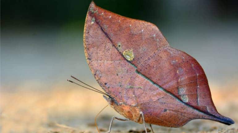 Leaf Butterfly Camouflage Dead Leaf Butterfly Is An Example Of