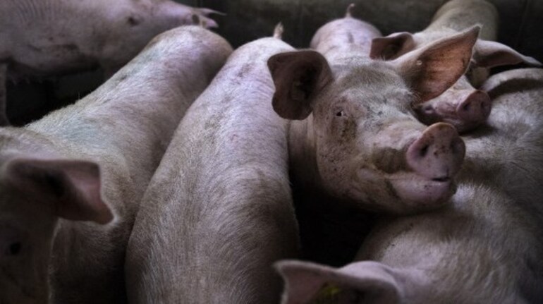 Scientists revive cells and organs in dead pigs
