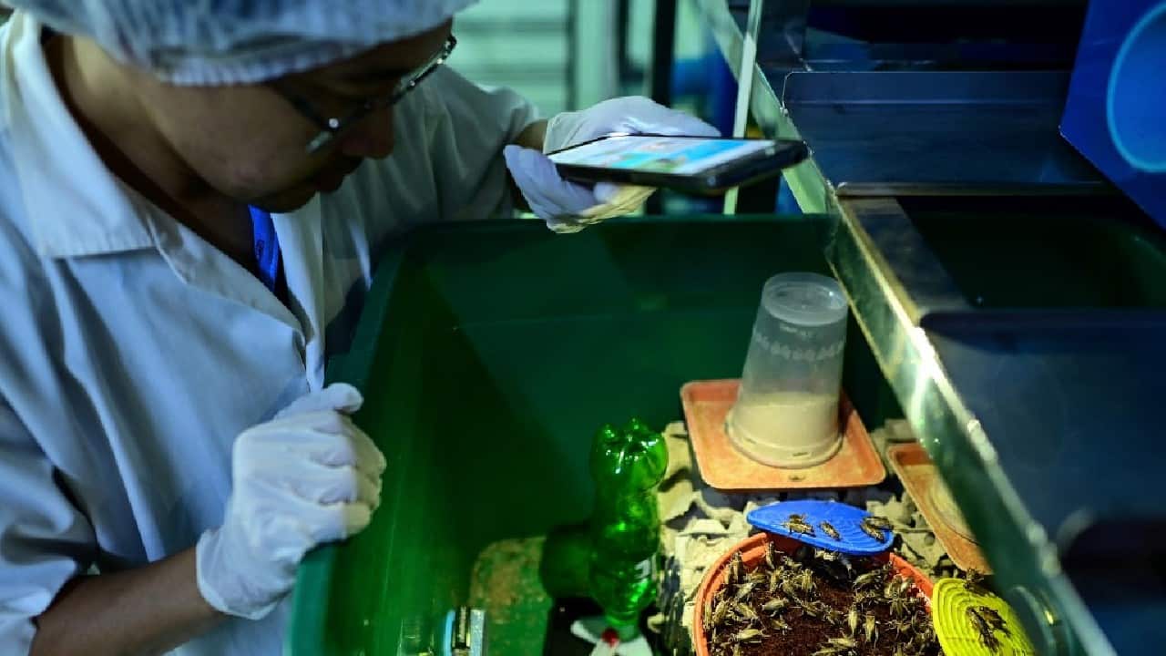 Bug Burgers In Pics | Thai pop-up wins fans with crunchless cricket ...