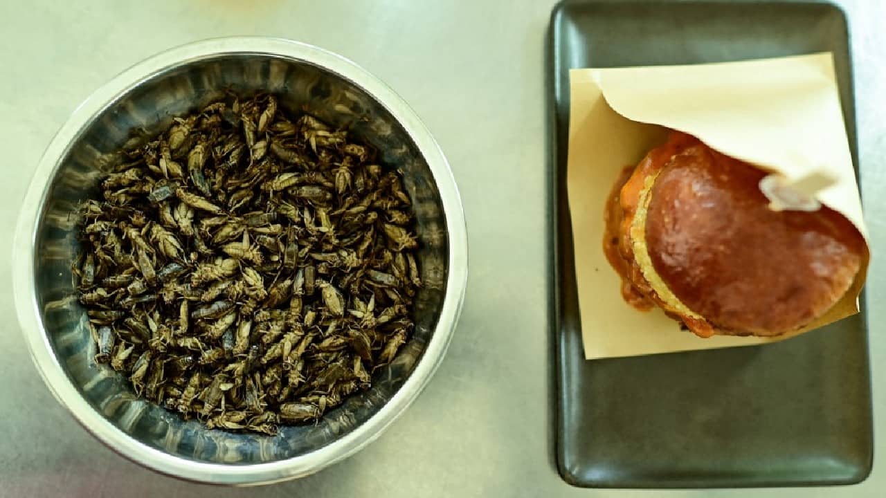 Bug Burgers In Pics | Thai pop-up wins fans with crunchless cricket ...