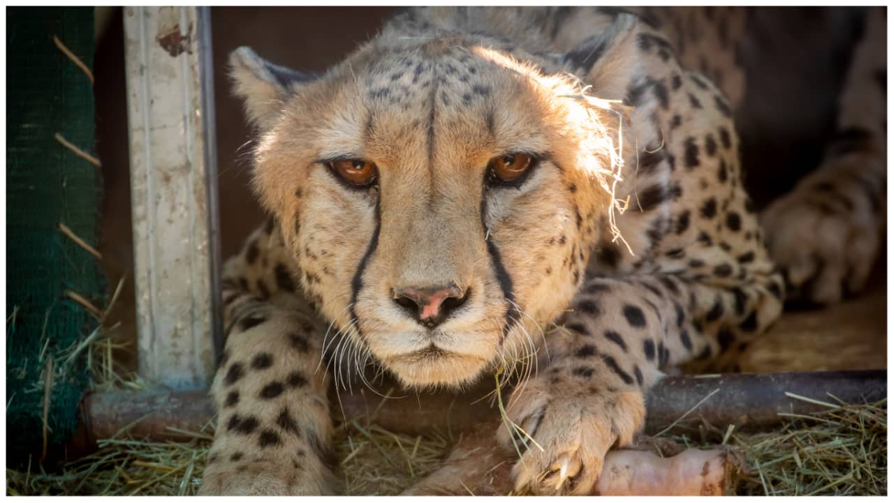 In pics | Meet the cheetahs from Namibia - Aasha, Sasha, Savannah and more