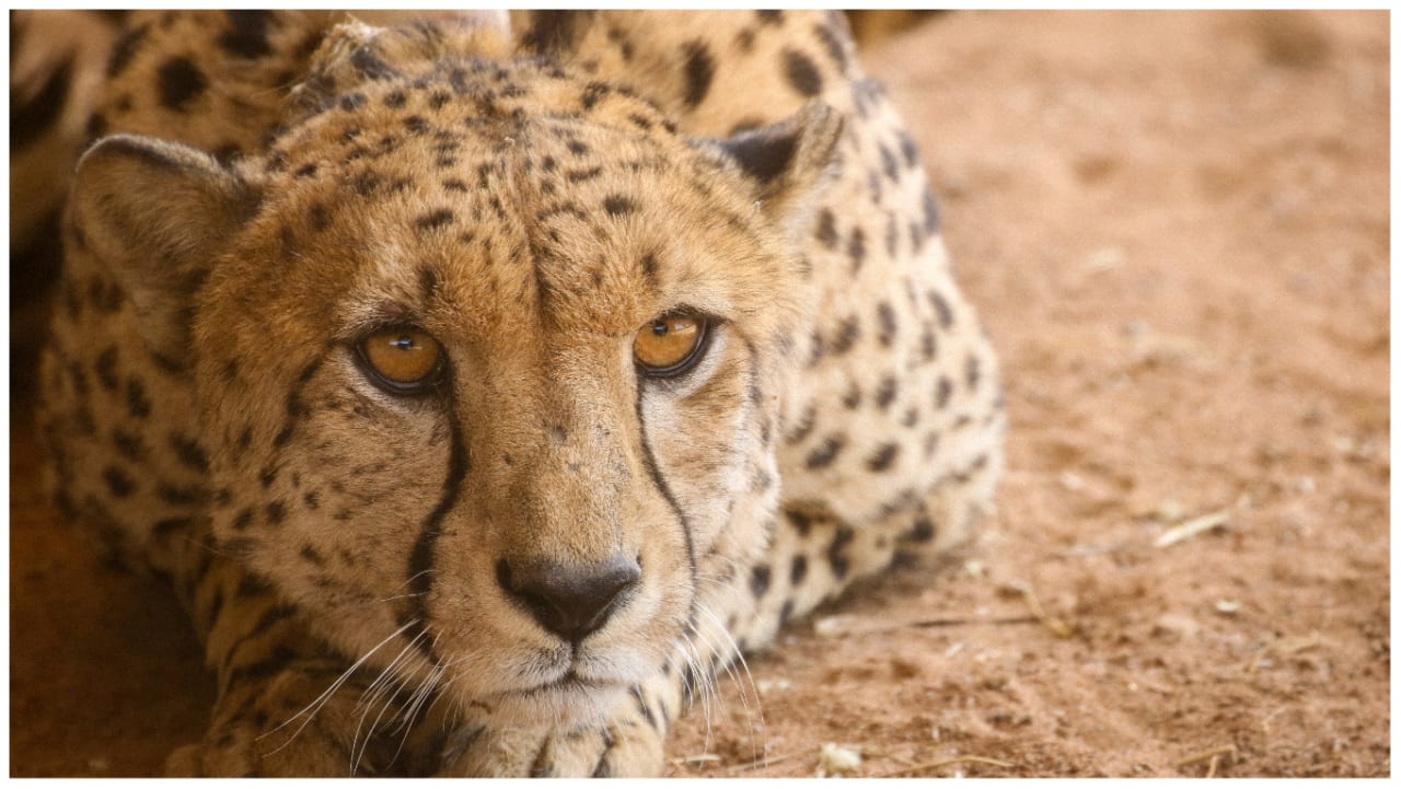 In pics | Meet the cheetahs from Namibia - Aasha, Sasha, Savannah and more
