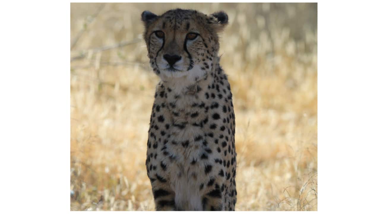 In pics | Meet the cheetahs from Namibia - Aasha, Sasha, Savannah and more