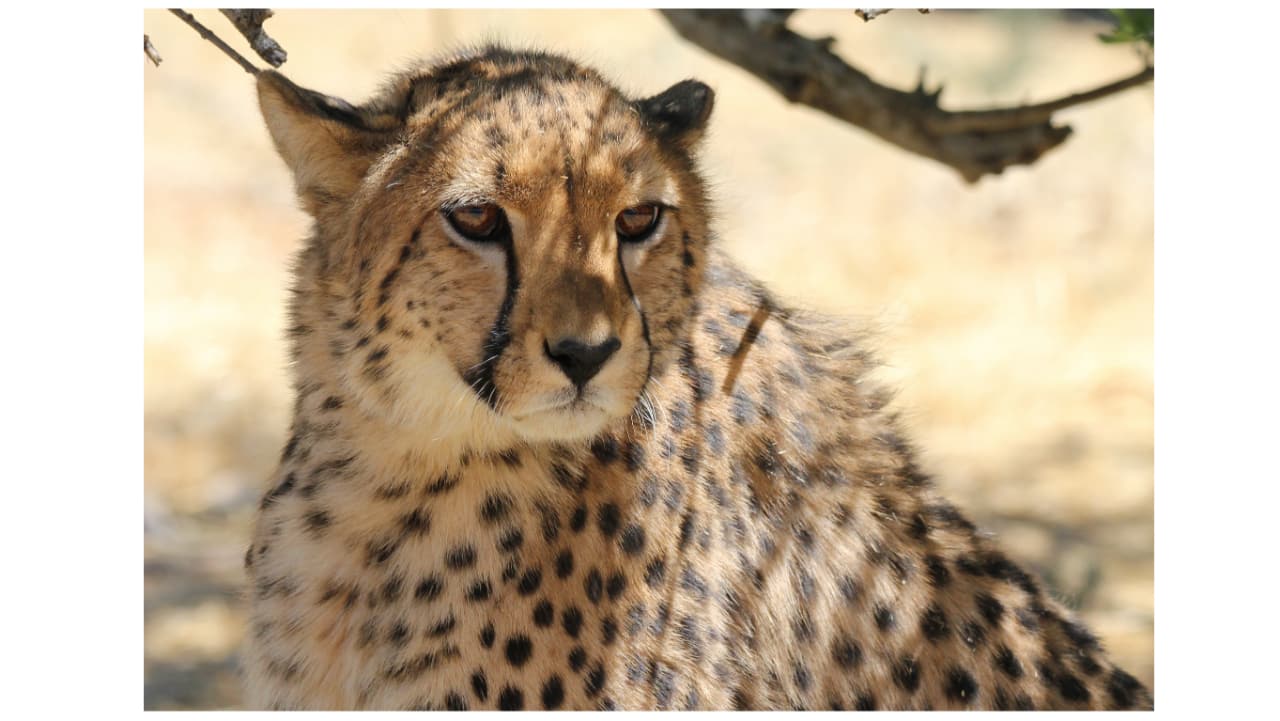 In pics | Meet the cheetahs from Namibia - Aasha, Sasha, Savannah and more