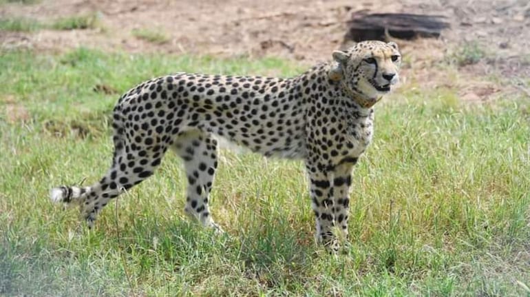 OPINION | The dam in the cheetah’s path
