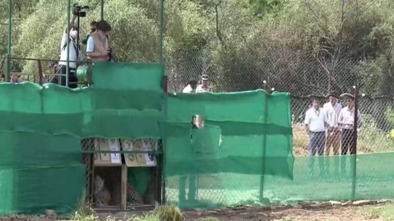 Seven decades after their extinction, India releases eight cheetahs ...