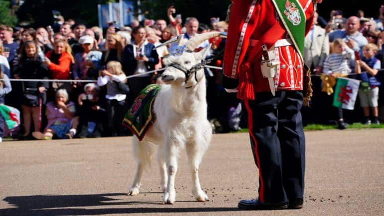 Goat seen at King Charles III's proclamation draws a salary, has a ...