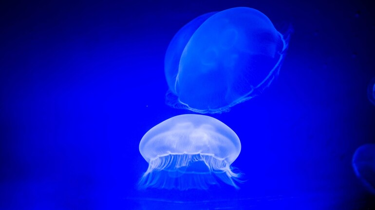 Sleep may have evolved before brains, study finds in jellyfish and sea ...