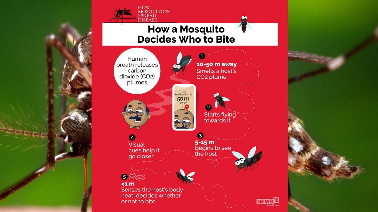 In Pics | As dengue cases surge, a look at how mosquitoes spread the ...