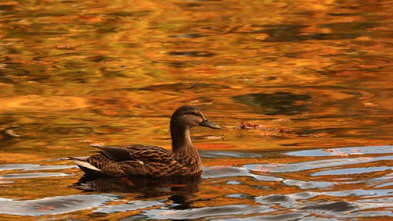 Stunning images of autumn beauty around the world
