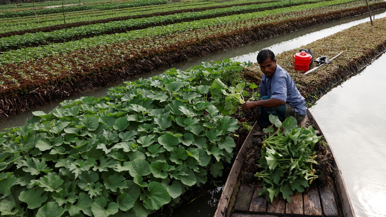 Bangladesh farmers revive floating farms to fight climate change ...
