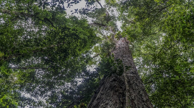 Tallest-ever tree in Amazon rainforest is the size of a 25-storey building