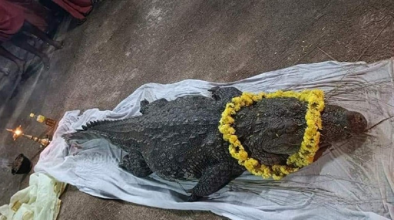 Babiya, 'mystic' crocodile of Kerala temple, accorded ‘Bhu Samadhi’