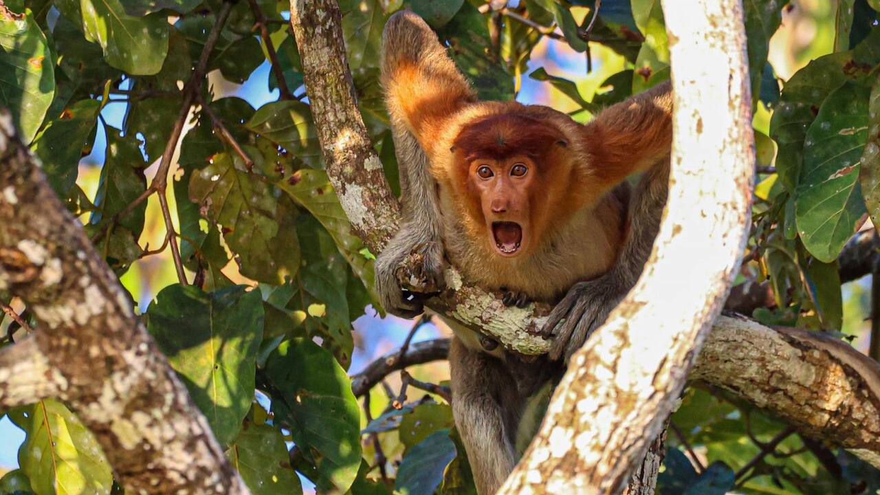 Superhero squirrel, farting zebra: Check finalists of 2022 Comedy ...