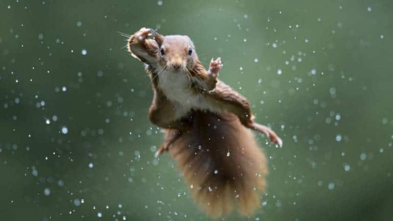 Superhero squirrel, farting zebra: Check finalists of 2022 Comedy ...
