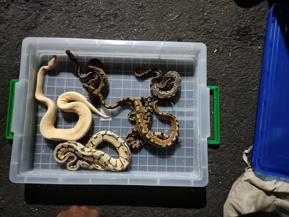 More than 600 smuggled exotic animals seized at Mumbai airport