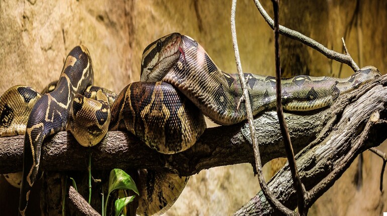 Grandmother swallowed whole by giant python in Indonesia
