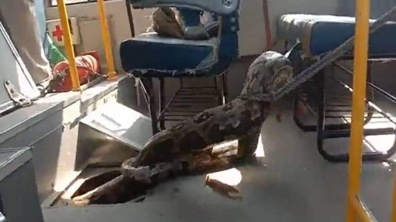 Viral video: Giant python pulled out of UP school bus