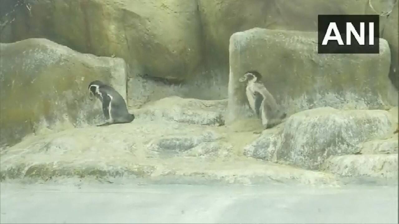 In Pics | Visitors flock to see newborn penguins at Mumbai’s Byculla ...