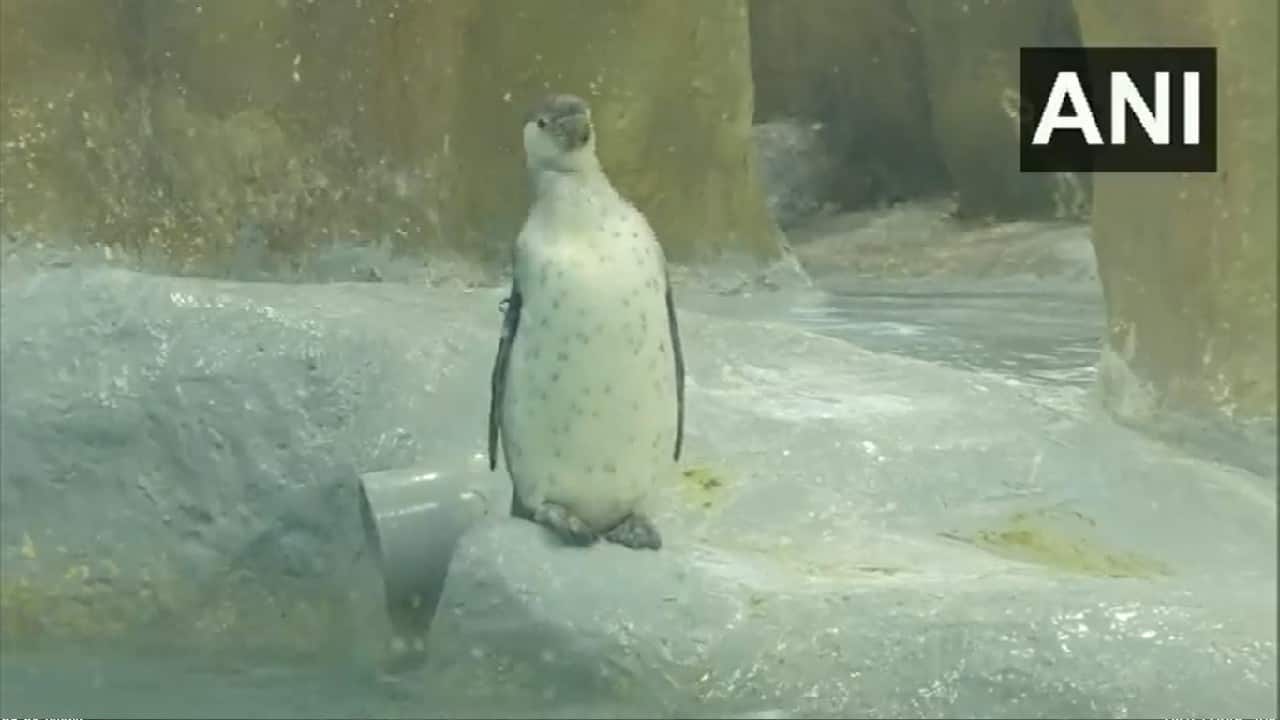 In Pics | Visitors flock to see newborn penguins at Mumbai’s Byculla ...