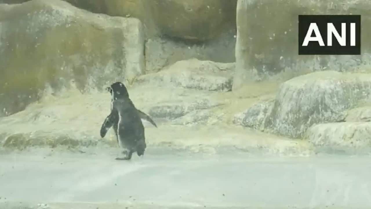 In Pics | Visitors flock to see newborn penguins at Mumbai’s Byculla ...