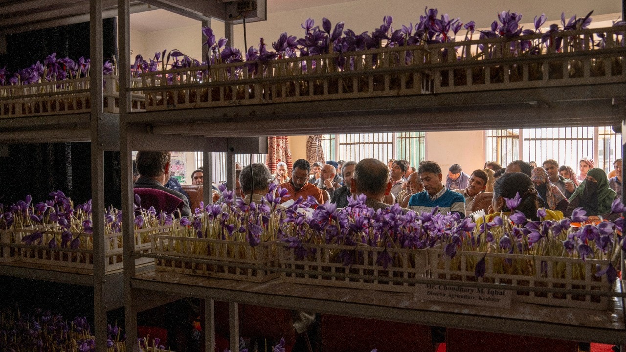 Farmers in Kashmir try growing saffron indoors | Moneycontrol News