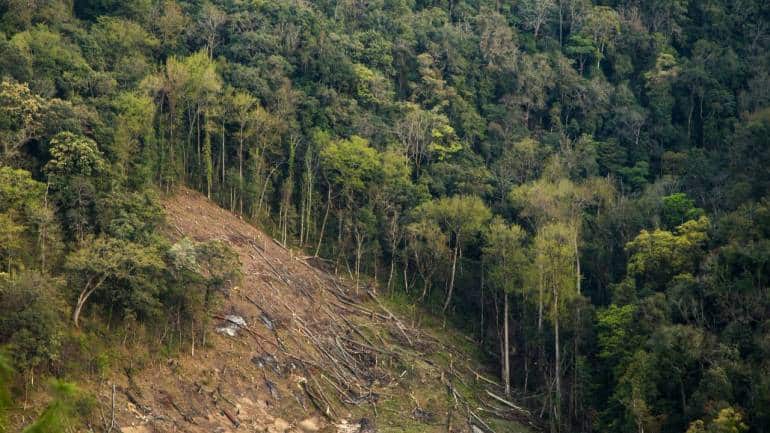 India's forest cover increases 21.7% in two years, FSI report reveals