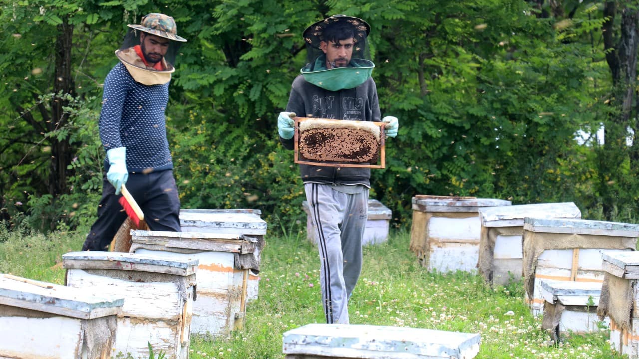 Beekepeers hit the sweet spot in the Kashmir Valley