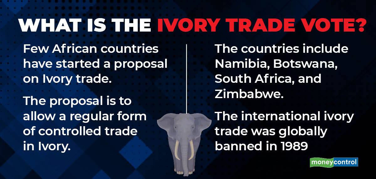 Why didn't India vote against ivory trade? - Moneycontrol.com